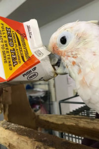 Award Winning Iced Tea, Local To Lehighton PA - Zimmerman's Dairy